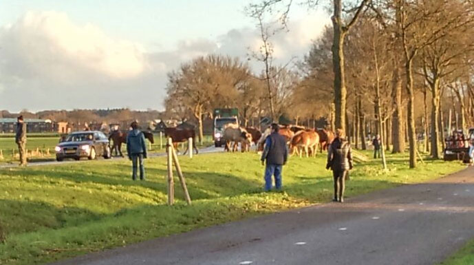 Losgebroken paarden zorgen voor verkeershinder - Maarkelsnieuws.nl Maarkelsnieuws.nl