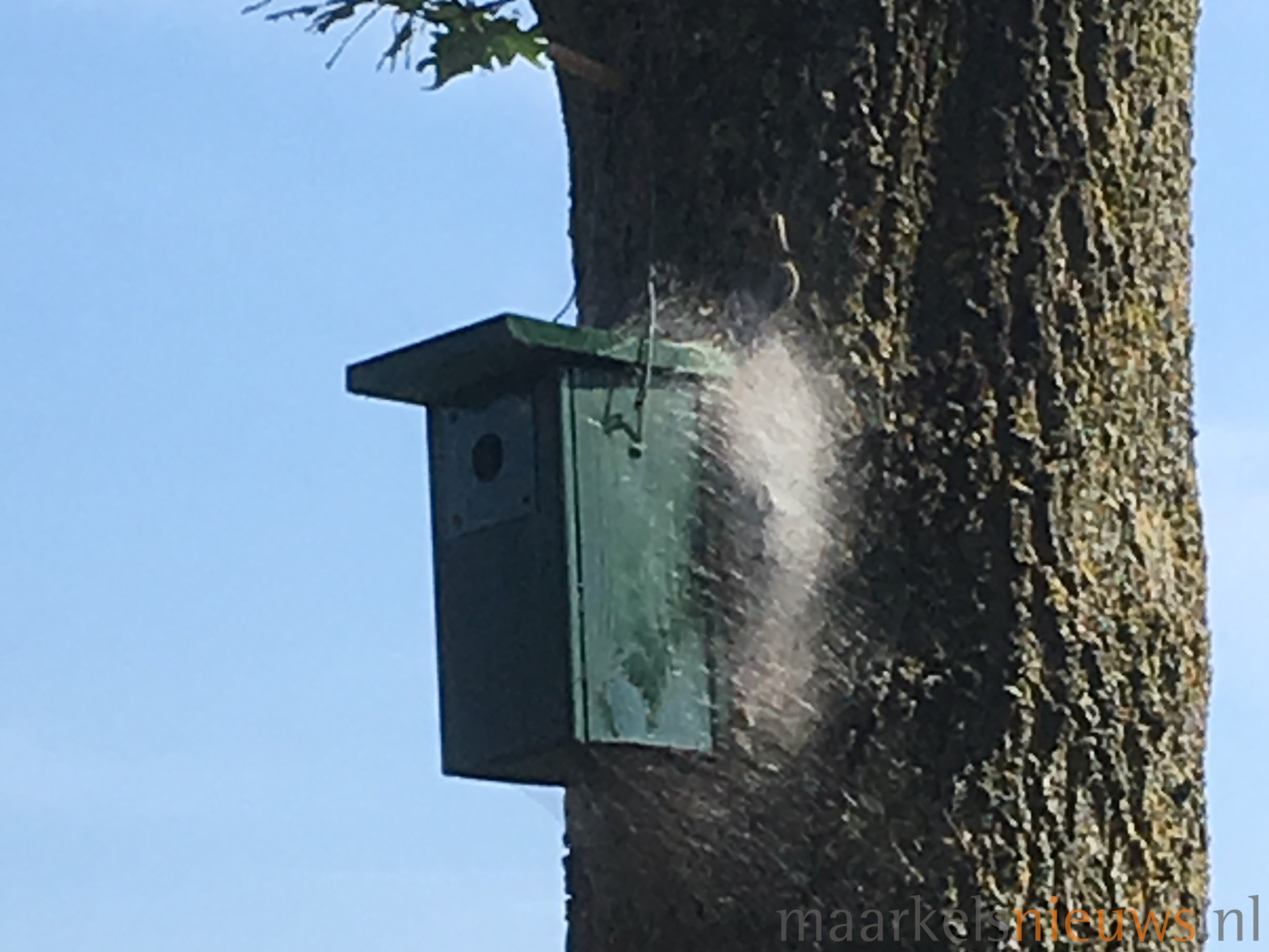 Eikenprocessierupsen zorgen voor overlast - Maarkelsnieuws.nl Maarkelsnieuws.nl