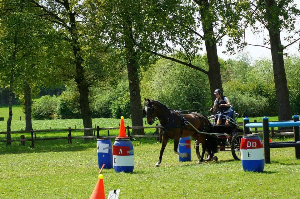 Paardensport op Hippisch Centrum - Maarkelsnieuws.nl Maarkelsnieuws.nl