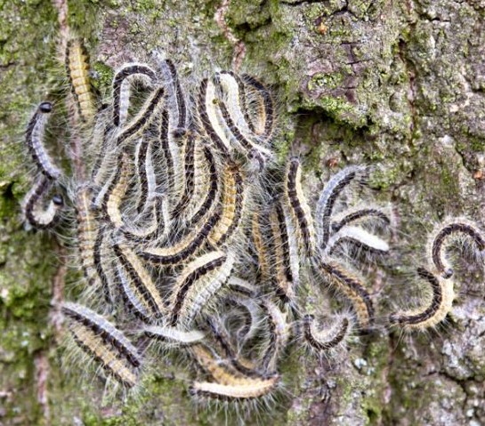 Gemeente bestrijdt eikenprocessierupsen - Maarkelsnieuws.nl Maarkelsnieuws.nl
