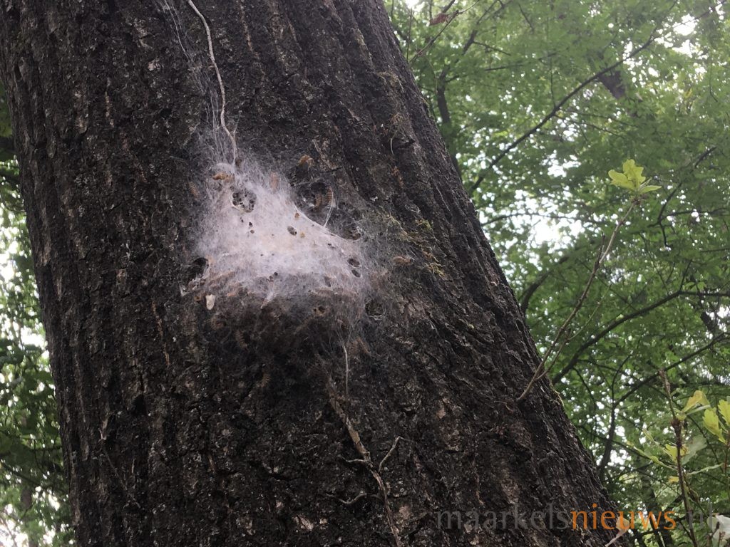 Eikenprocessierupsen zorgen voor overlast - Maarkelsnieuws.nl Maarkelsnieuws.nl