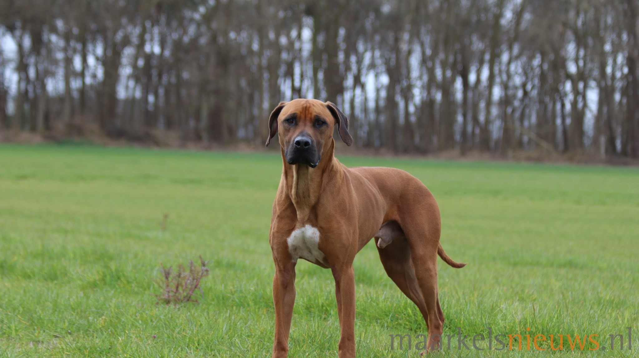 Rhodesian Ridgeback ontsnapt -update- Maarkelsnieuws.nl Maarkelsnieuws.nl