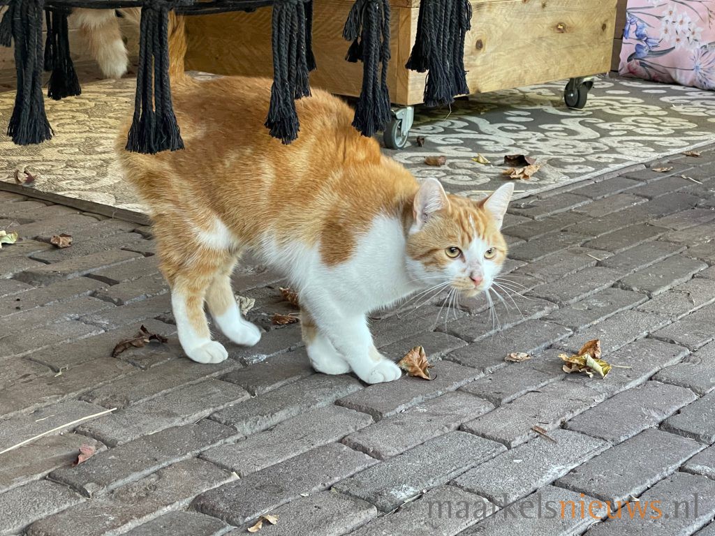 Rode kater aan komen lopen - Maarkelsnieuws.nl Maarkelsnieuws.nl