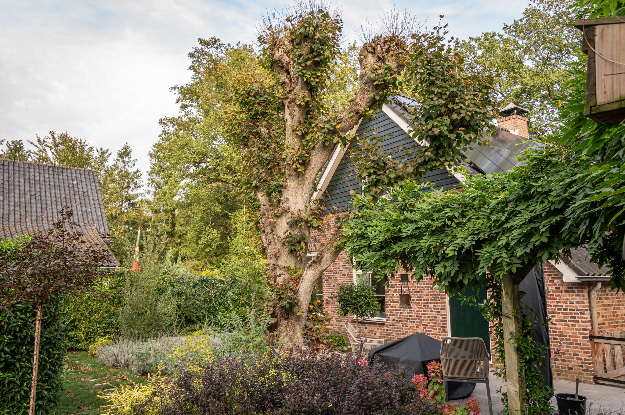 250 jaar oude leilinde geveld door zwam - Maarkelsnieuws.nl ...